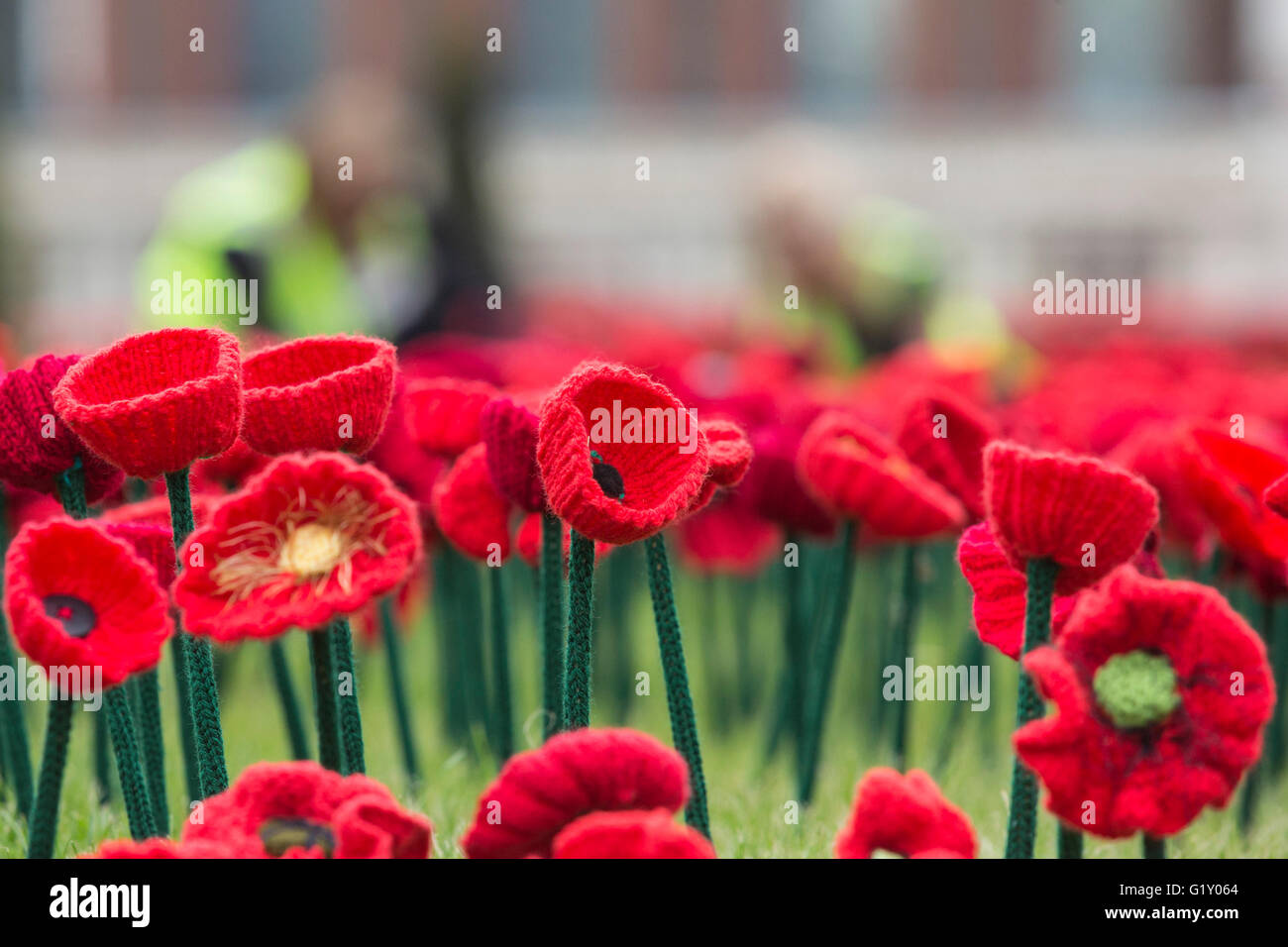 London, UK. 20 May 2016. Volunteers prepare the 5000 Poppies Project at ...