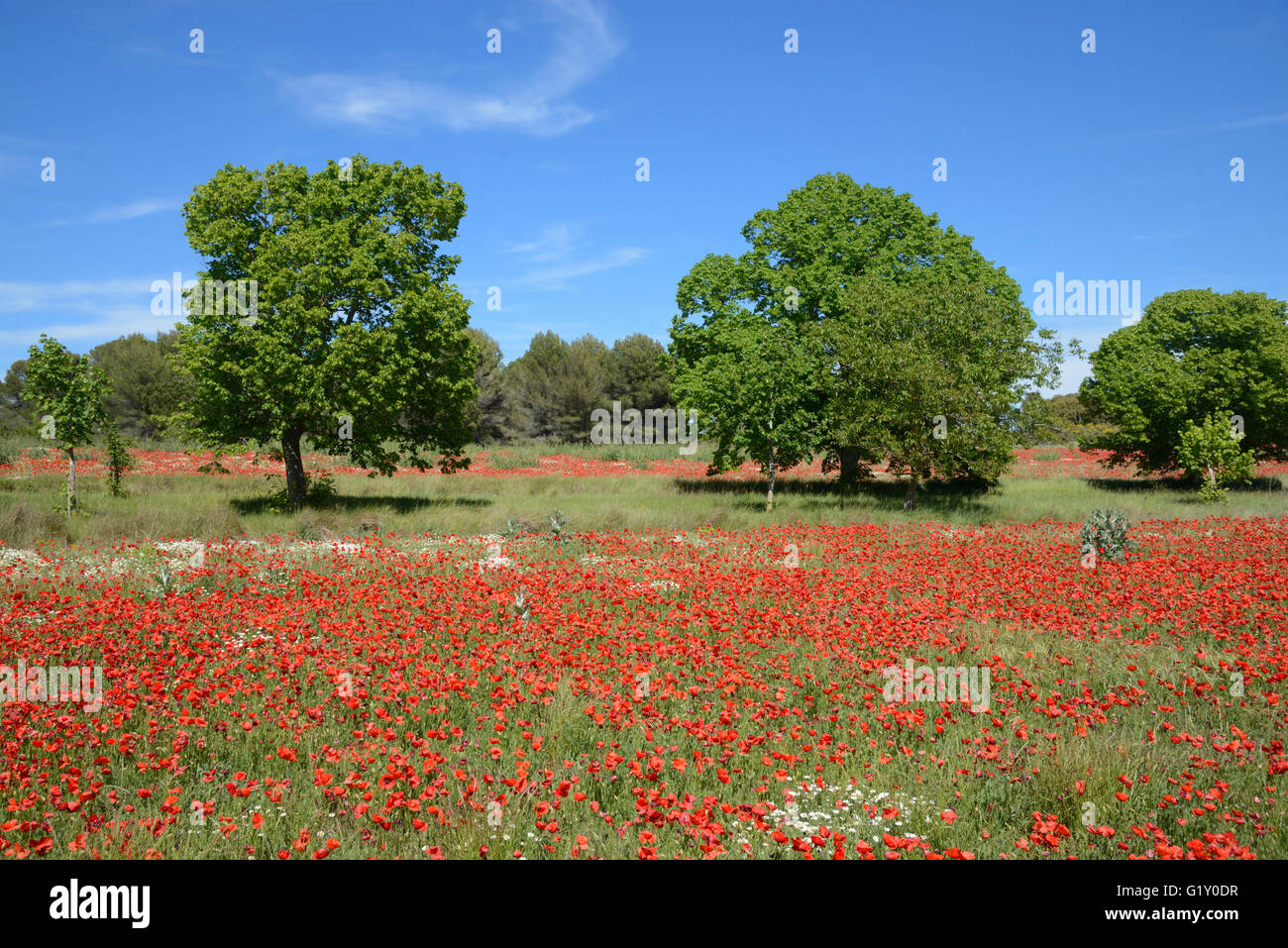 Provence, France. 20th May, 2016. Poppy Fields in Provence. Spring in ...