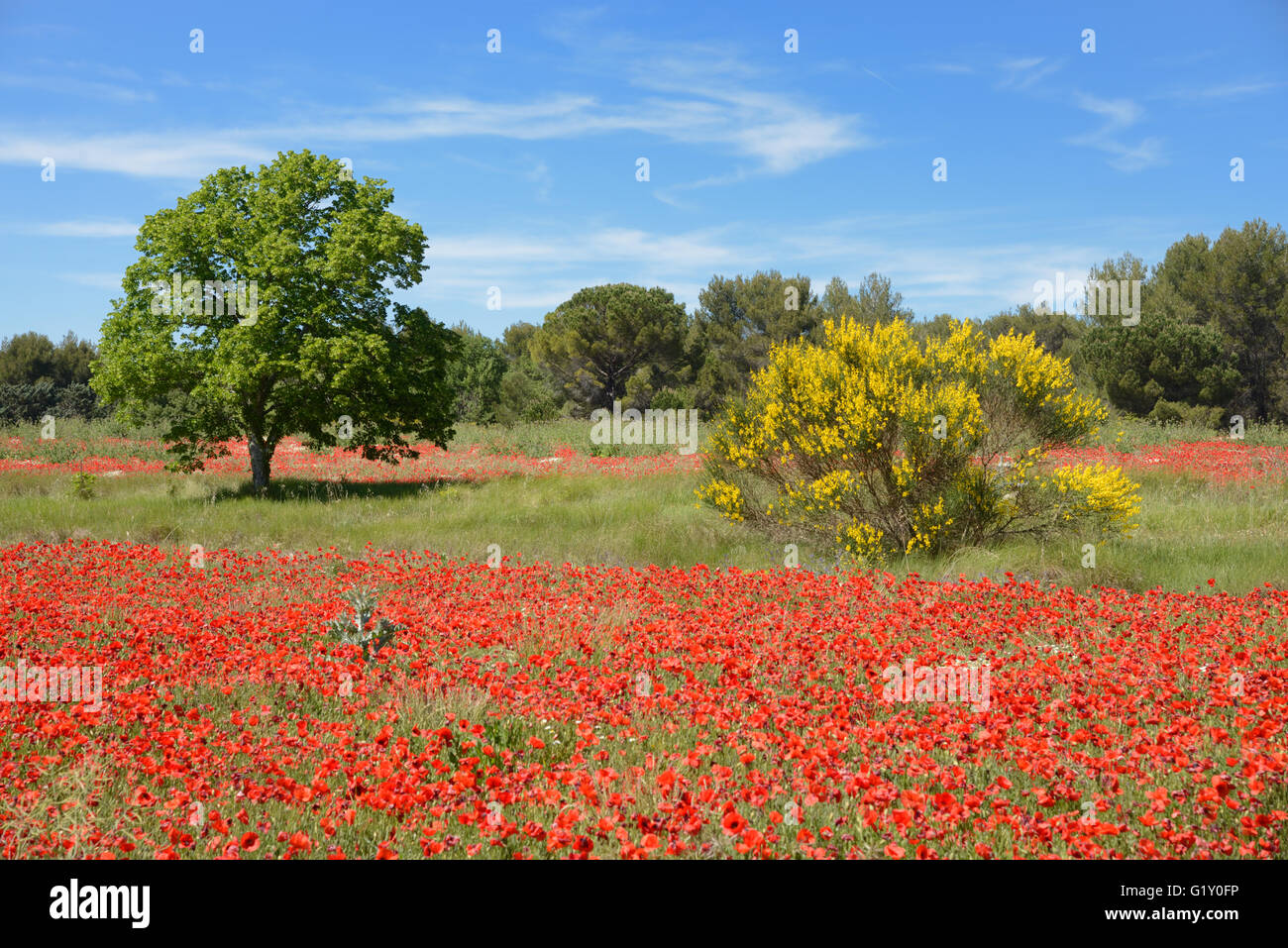Provence, France. 20th May, 2016. Poppy Fields in Provence. Spring in ...