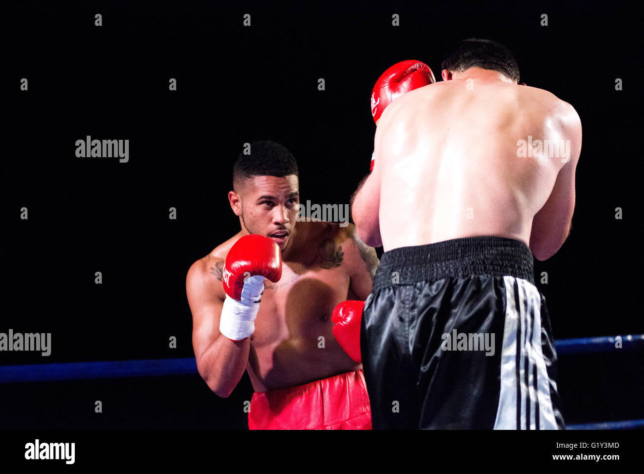 Gato maravilla hi-res stock photography and images - Alamy