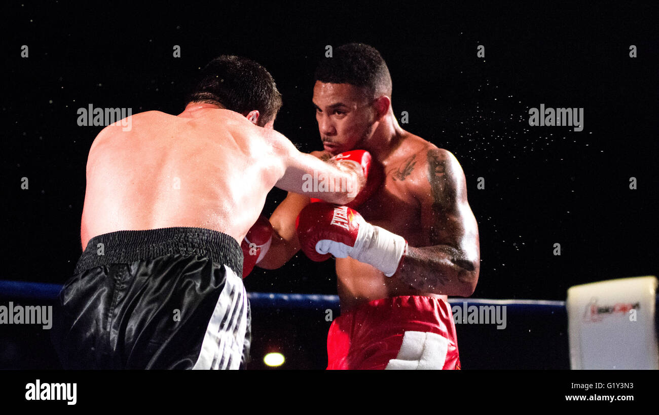 Gato maravilla hi-res stock photography and images - Alamy