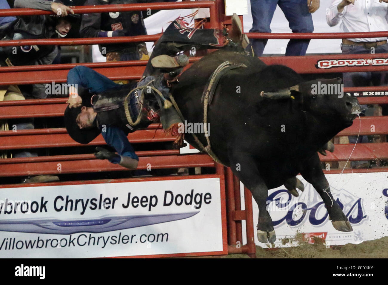Surrey, Canada. 20th May, 2016. A cowboy competes in the bull riding ...