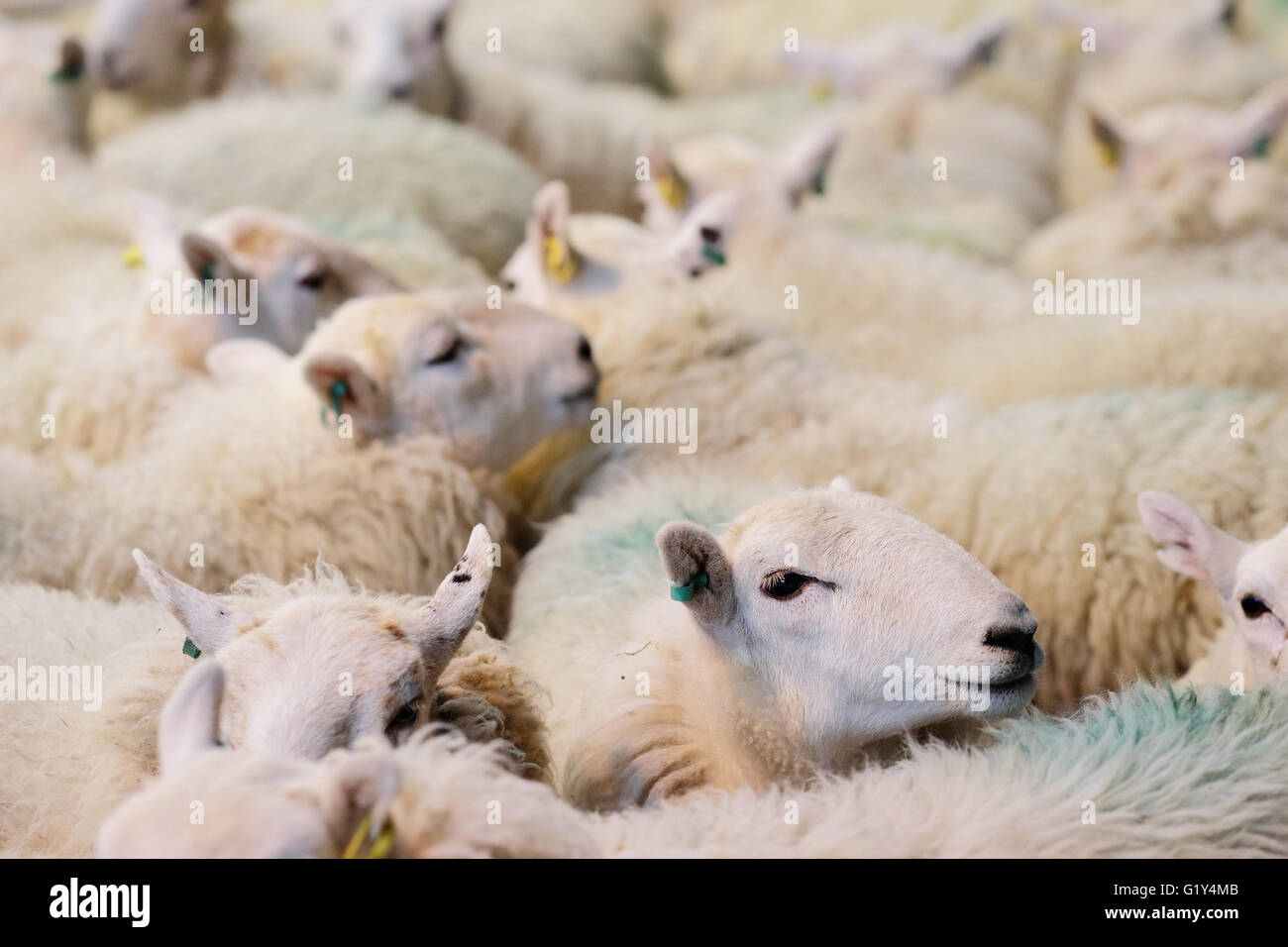 Welsh breed of sheep hi-res stock photography and images - Alamy