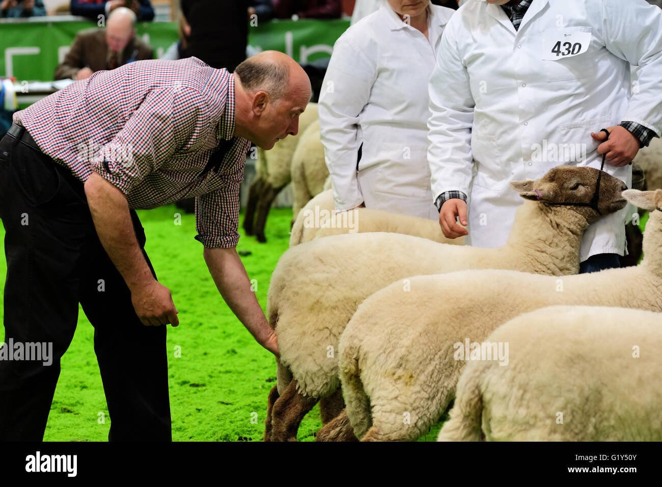 Royal Welsh Spring Festival, May 2016 - A judge checks the health of ...