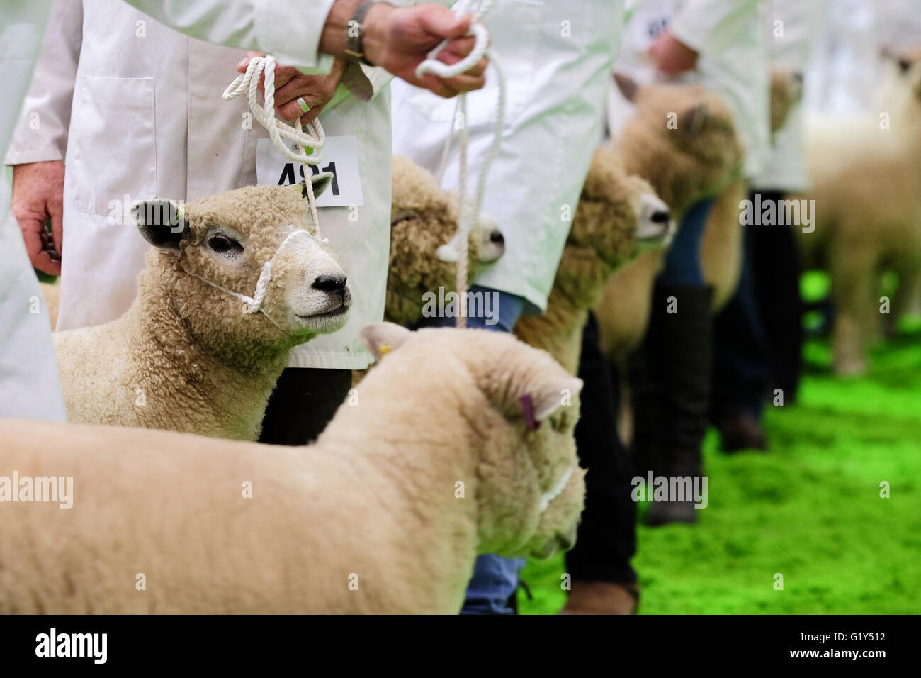 Welsh breed of sheep hi-res stock photography and images - Alamy