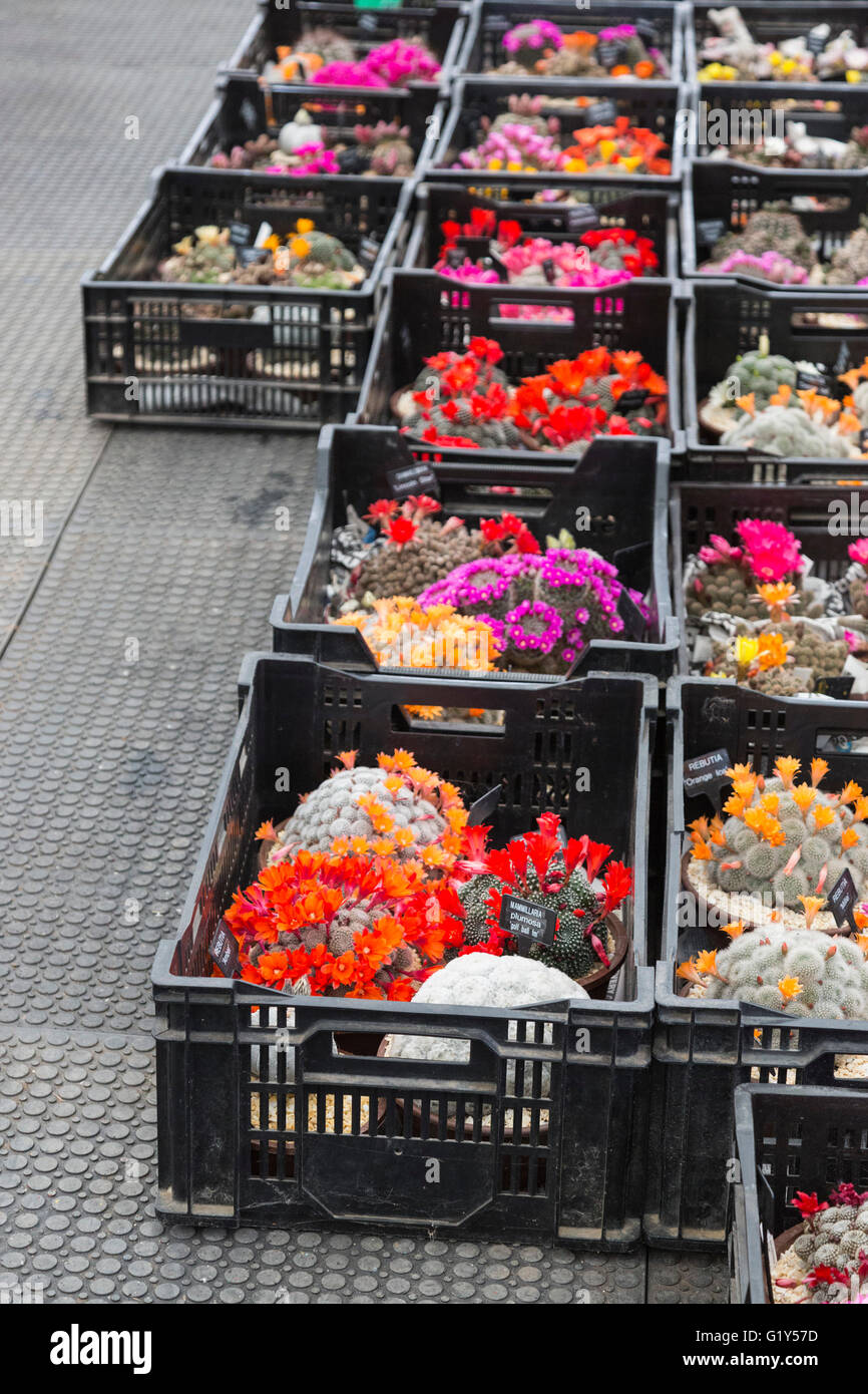 Cacti displays hi-res stock photography and images - Alamy