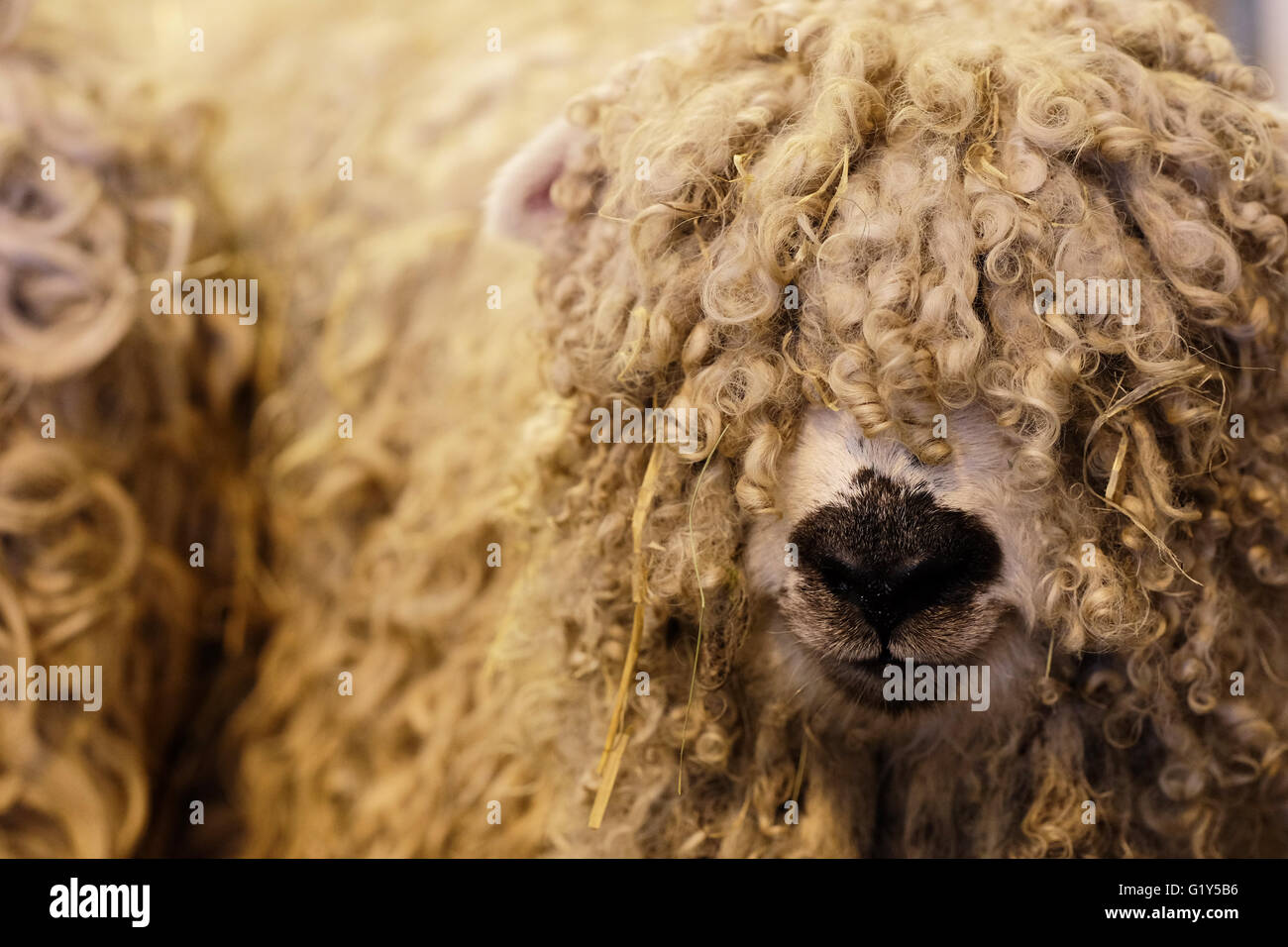 Woolly grey sheep hi-res stock photography and images - Alamy