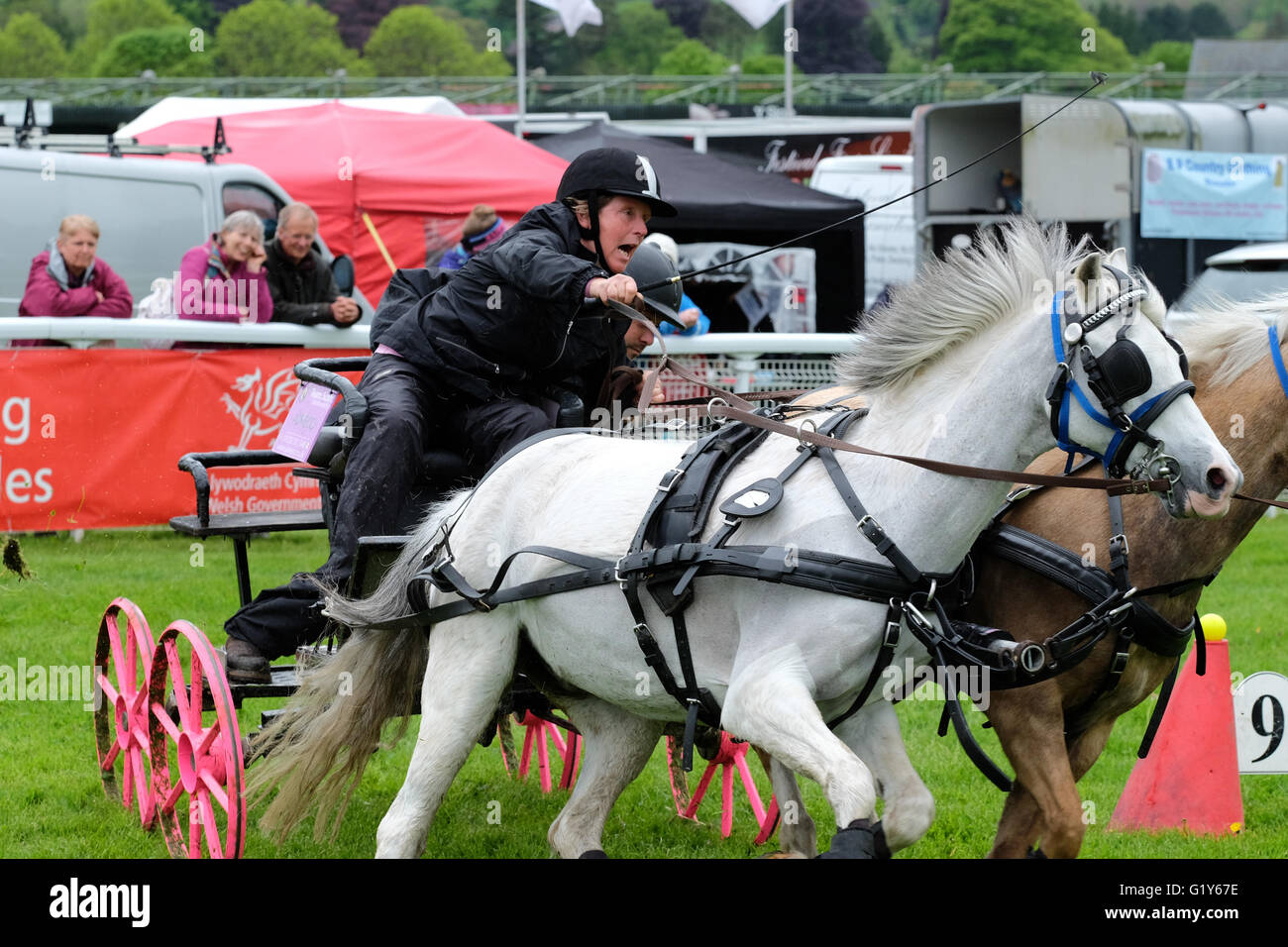 Pony scurry hi-res stock photography and images - Alamy
