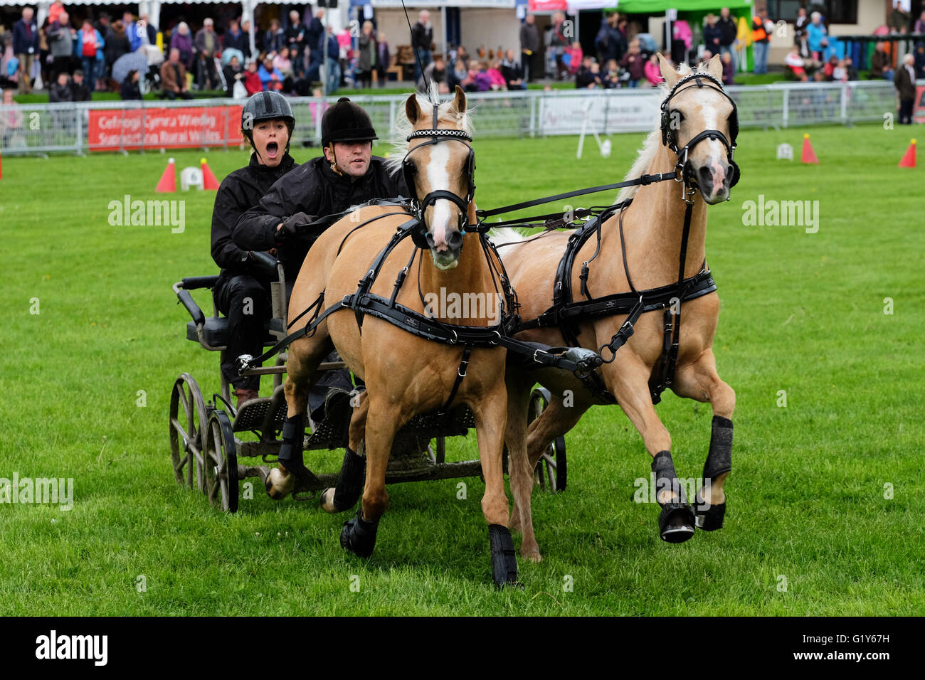 Competition ponies hi-res stock photography and images - Alamy