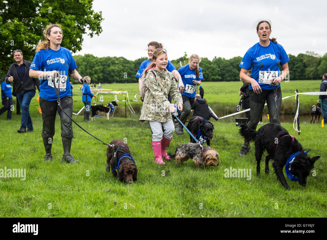 Windsor, UK. 21st May, 2016. Dogs and owners compete in the Muddy Dog ...
