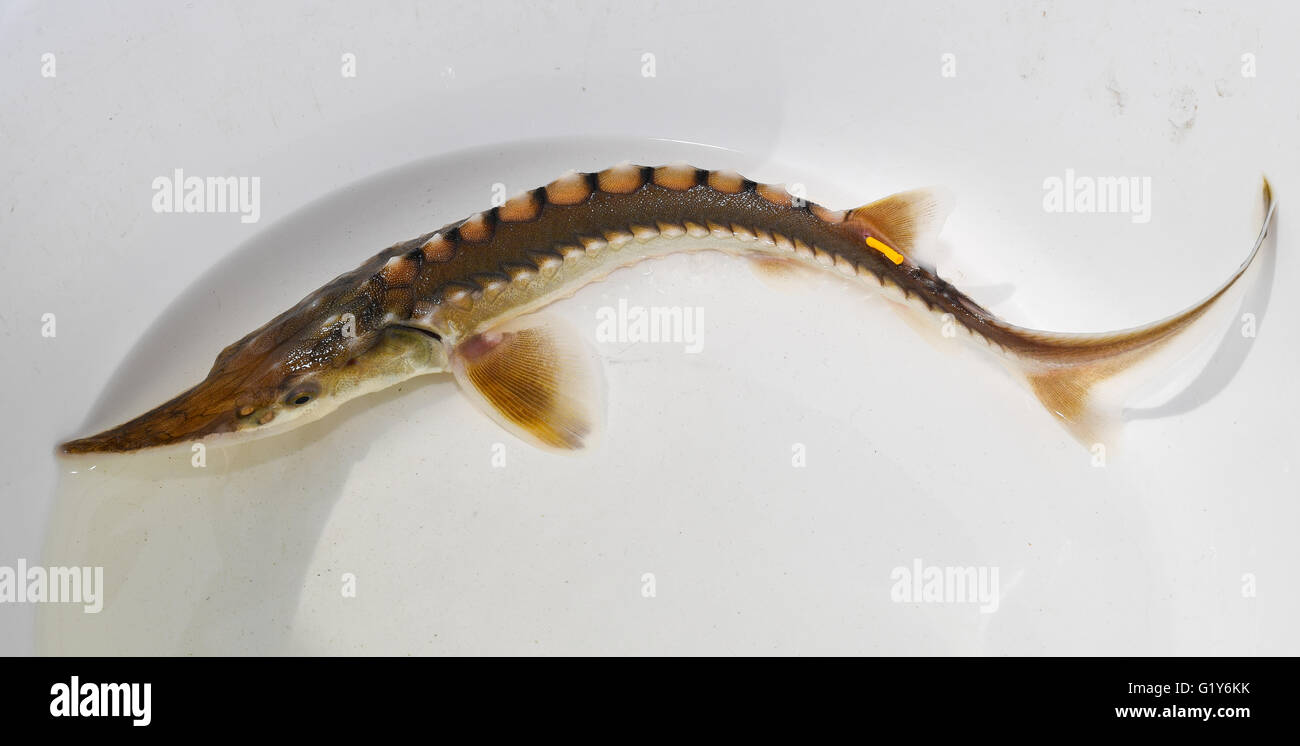 Baby Sturgeon