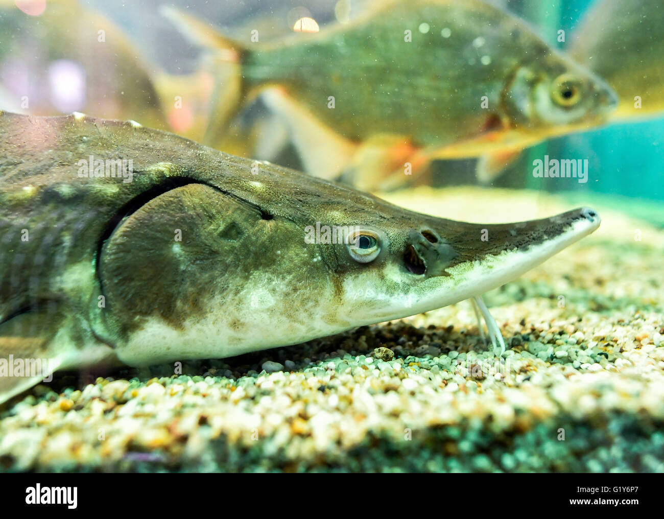 Criewen, German. 21st May, 2016. A sturgeon swims in a tank in an ...