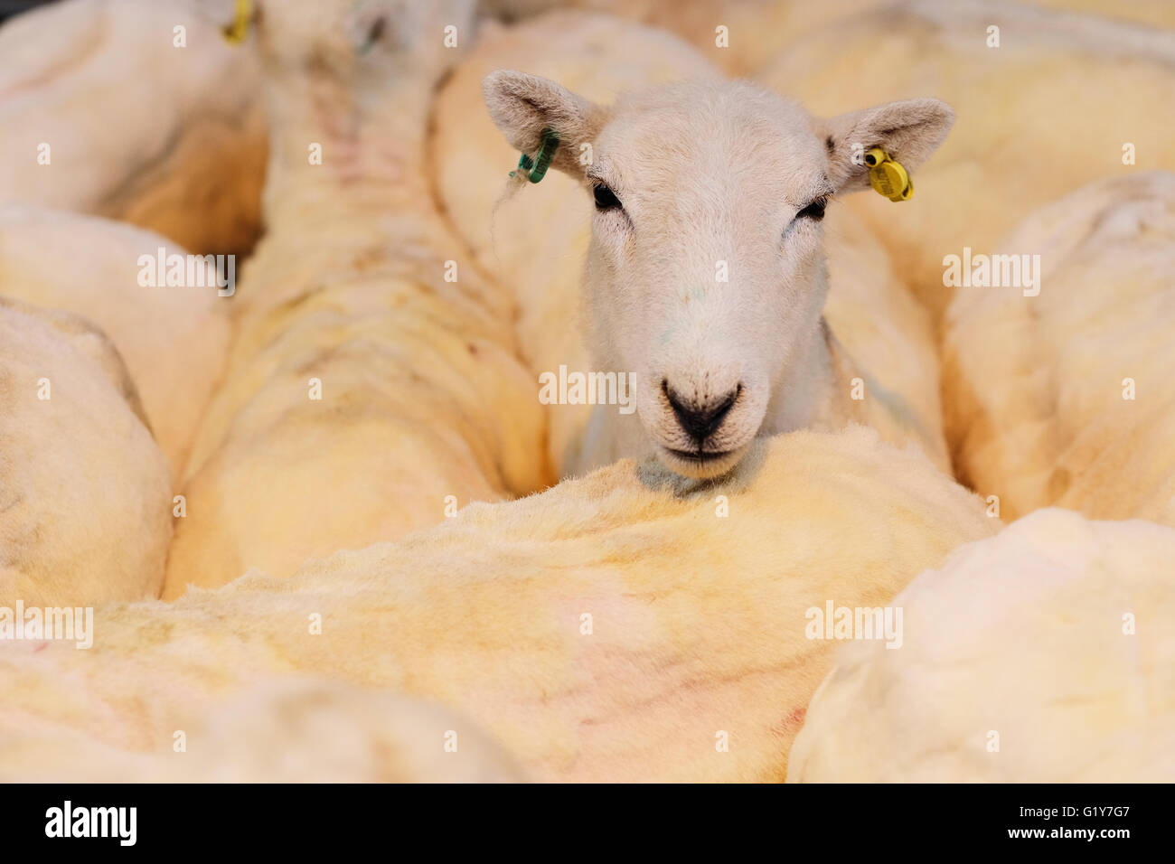 Shorn Sheep Images Clipart