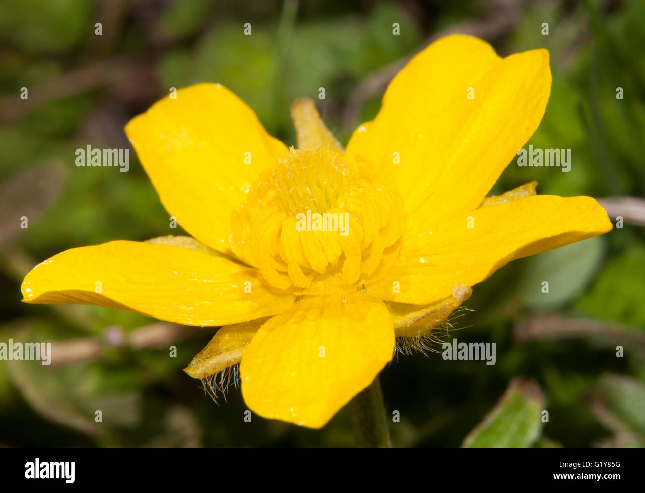 Closeup sun flower hi-res stock photography and images - Alamy