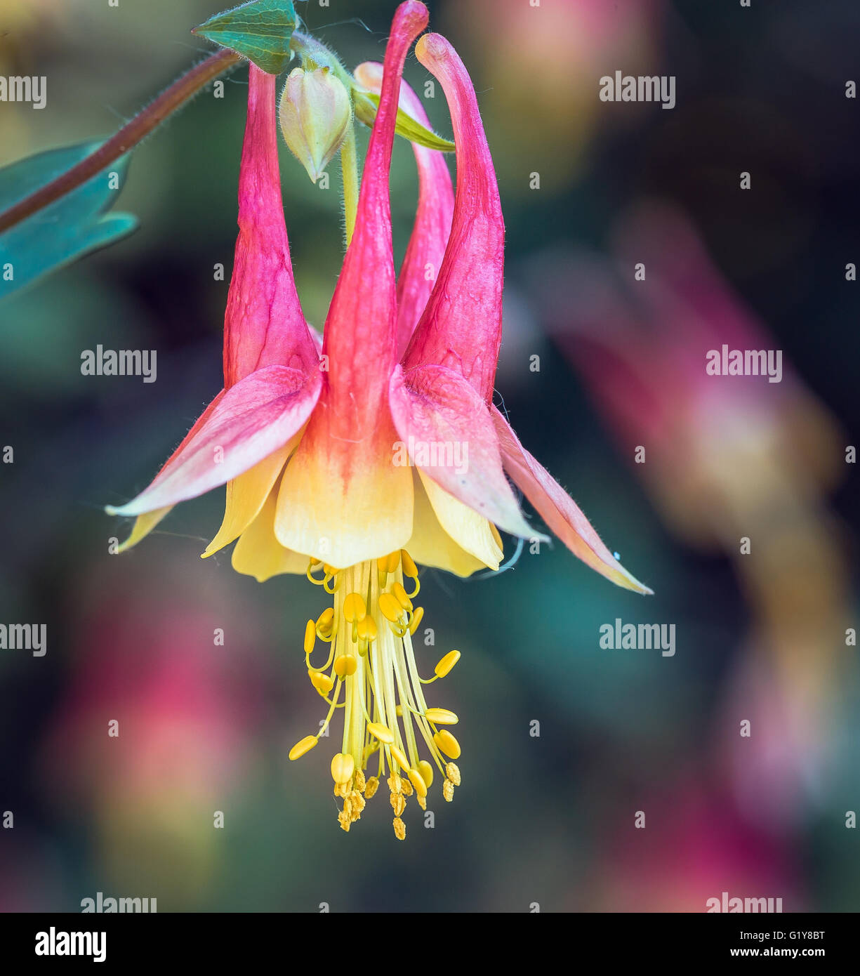 Red columbine hi-res stock photography and images - Alamy