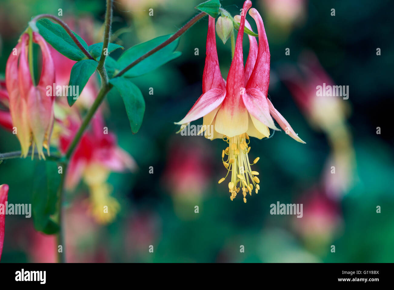 Red columbine hi-res stock photography and images - Alamy