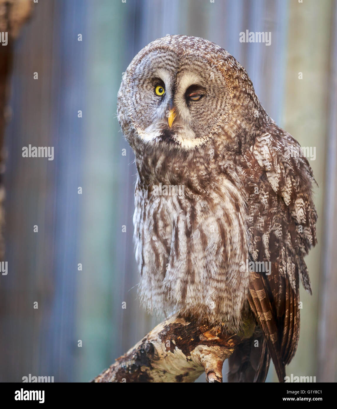 Wink hi-res stock photography and images - Alamy