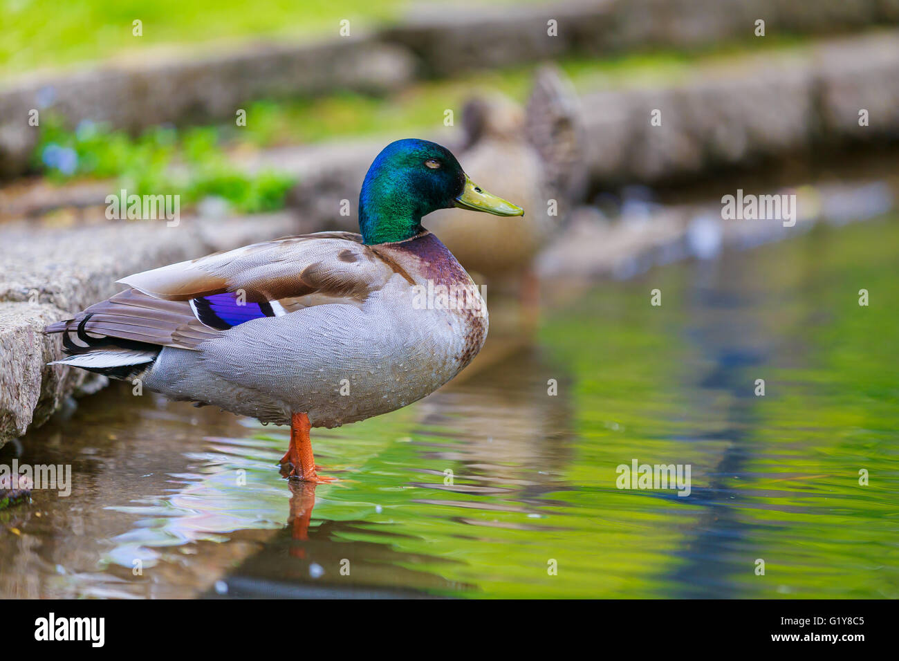 mallard in pond Stock Photo - Alamy