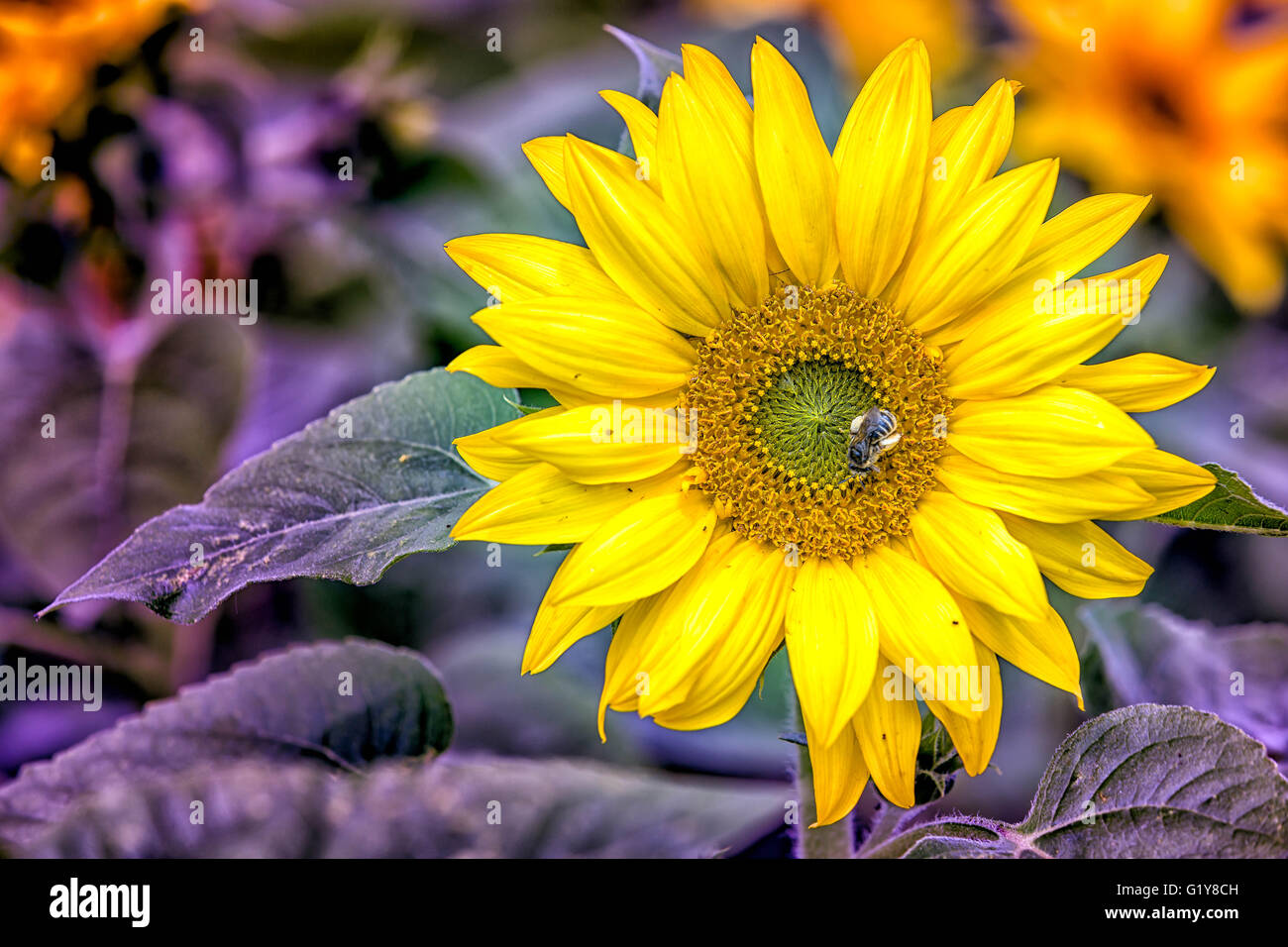 Blooming sunflower bee hi-res stock photography and images - Alamy