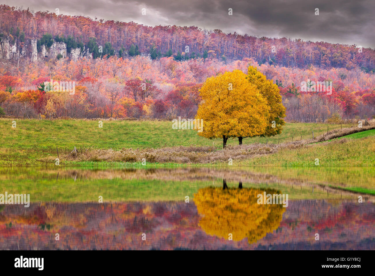 Tree in fall with reflection Stock Photo - Alamy