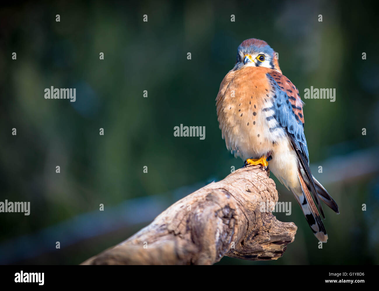 American kestrel on a tree Stock Photo - Alamy