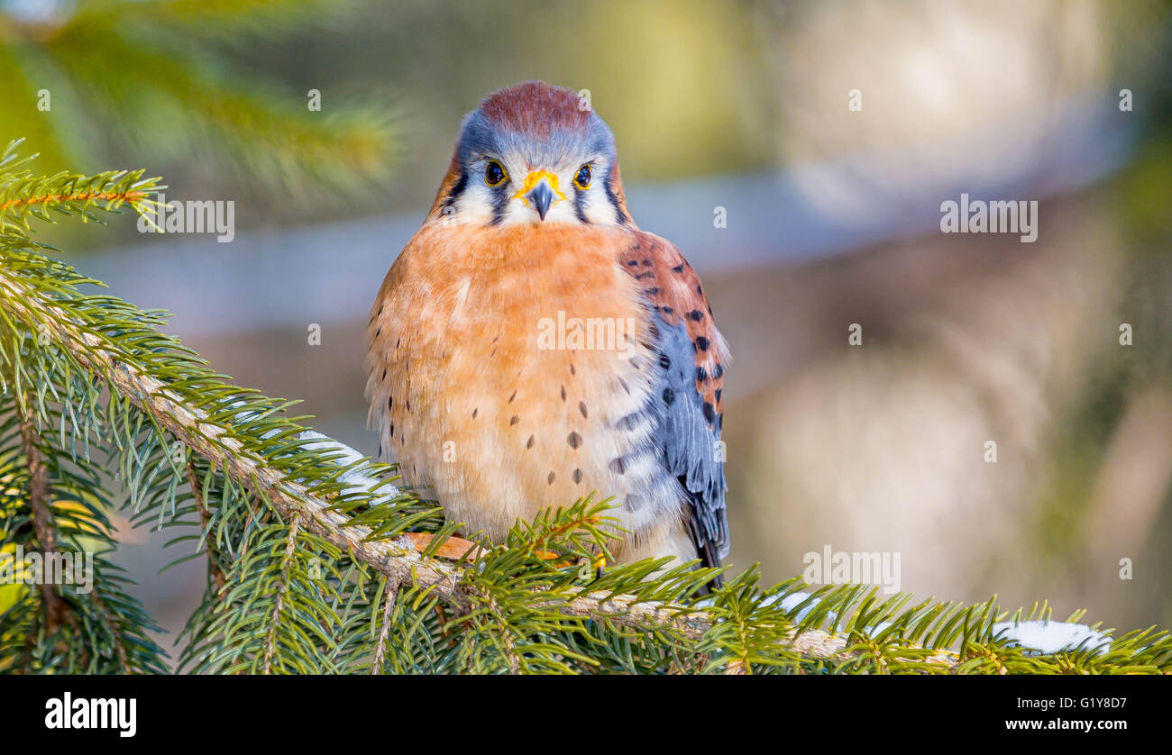 Kestrel snow hi-res stock photography and images - Alamy