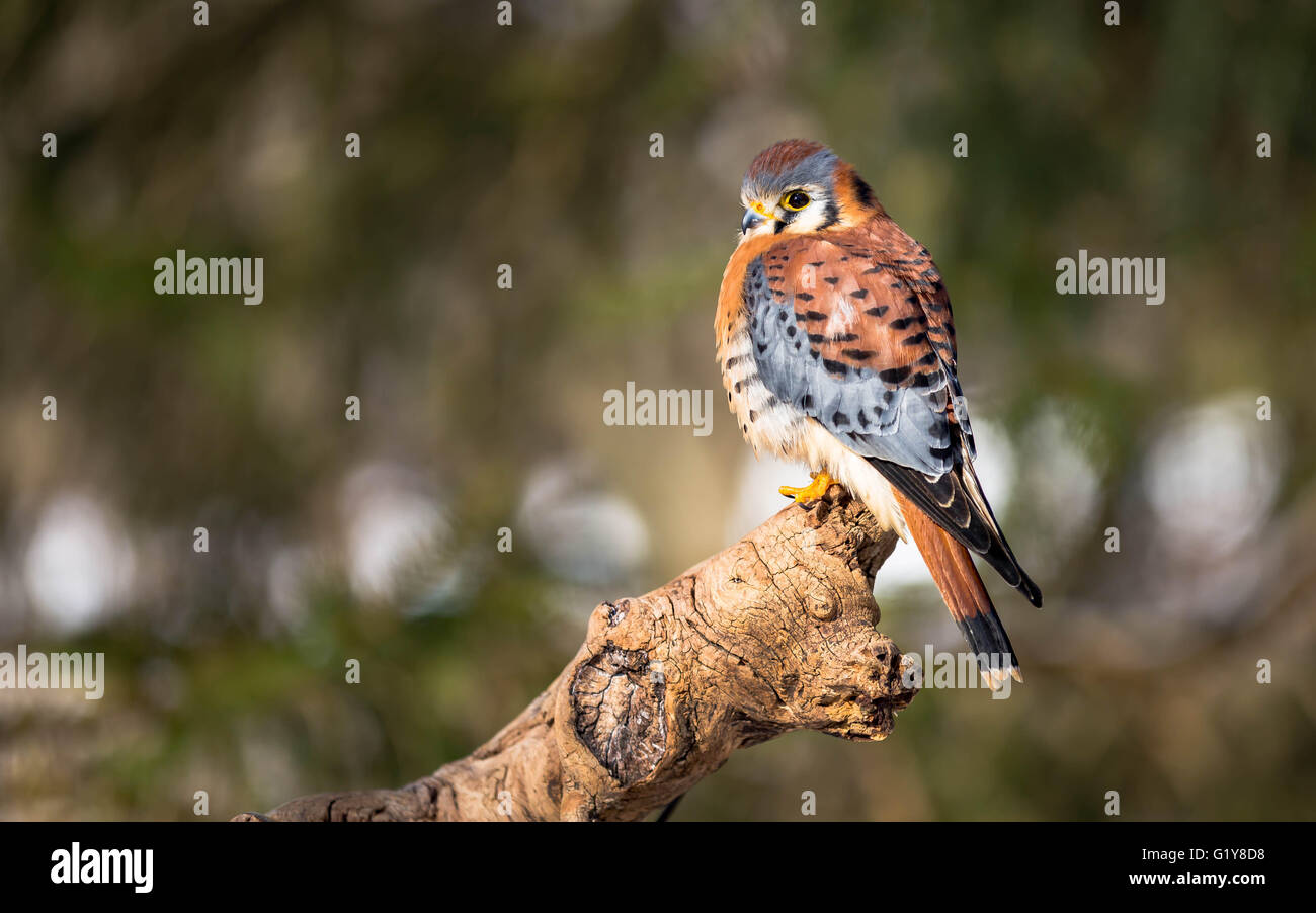 American kestrel on a tree Stock Photo - Alamy