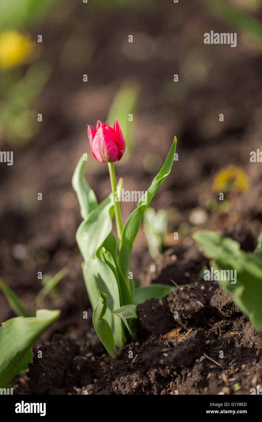 Single Red Tulip Stock Photo - Alamy