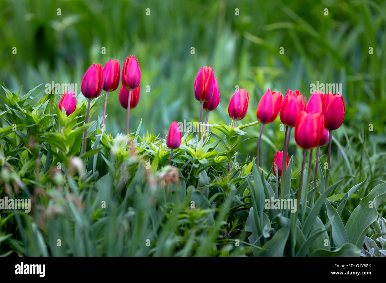 Tulips floral hi-res stock photography and images - Alamy