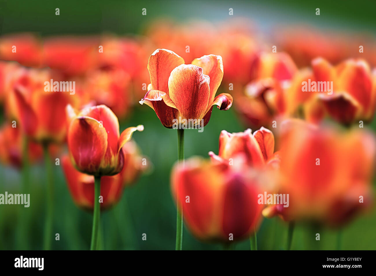 Tulips floral hi-res stock photography and images - Alamy