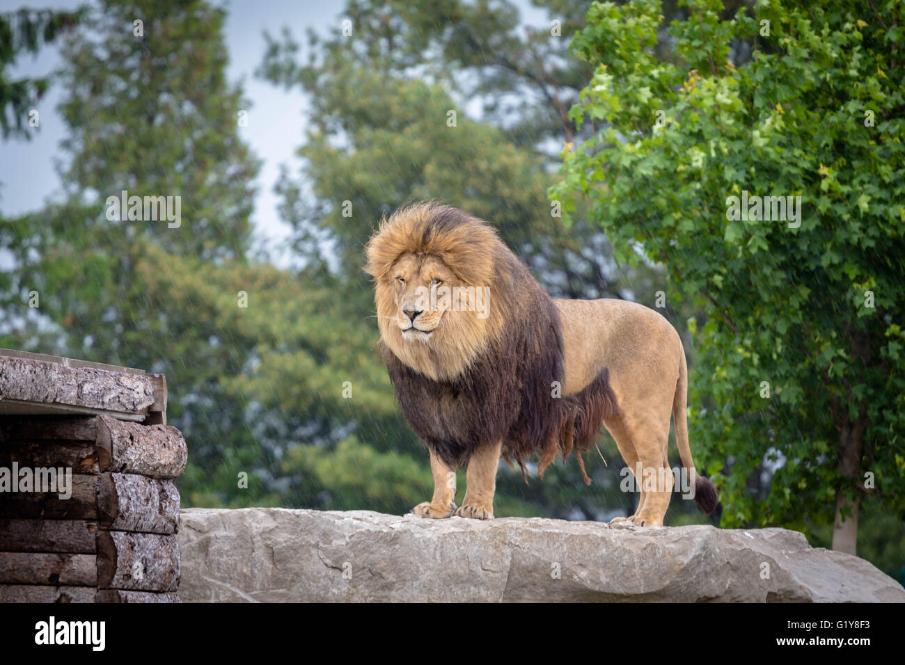 Lion den hi-res stock photography and images - Alamy