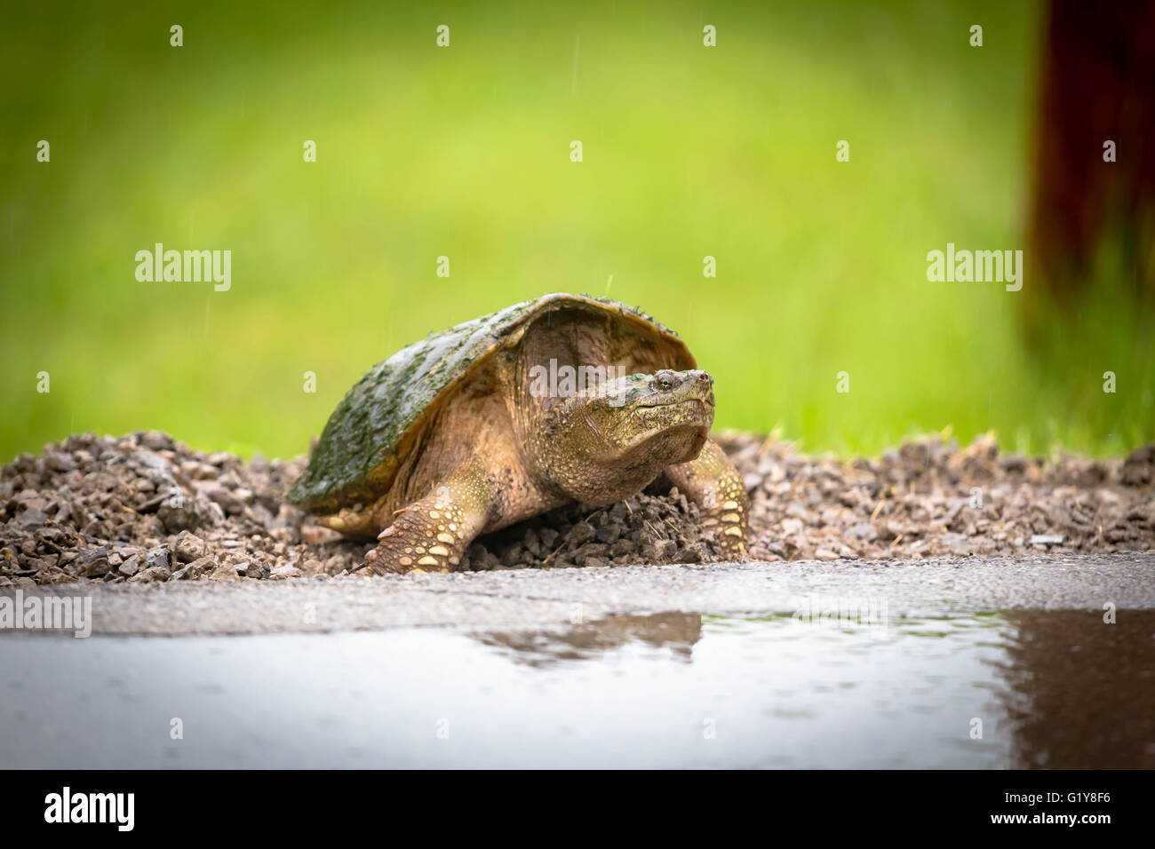 Old snapping turtle hi-res stock photography and images - Alamy