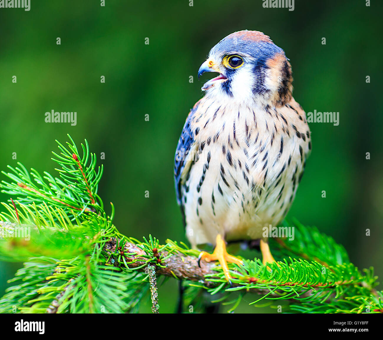 Bird of prey raptor american kestrel hi-res stock photography and ...