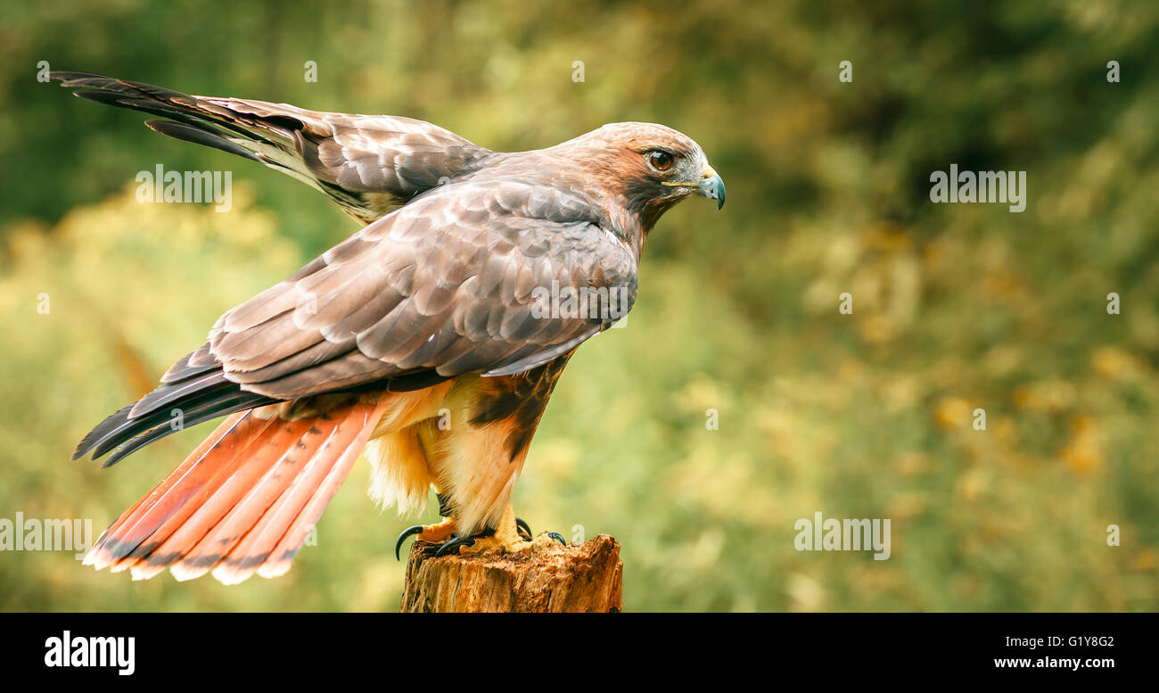 Golden Eagle close up Stock Photo - Alamy