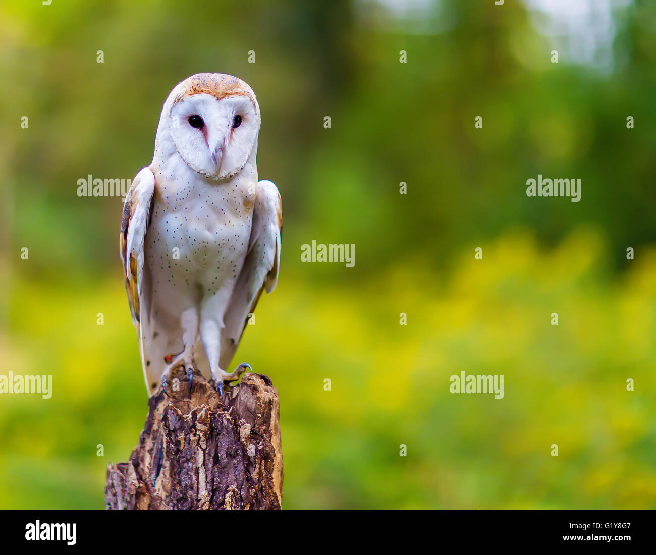 Barn Owl on a tree Stock Photo - Alamy