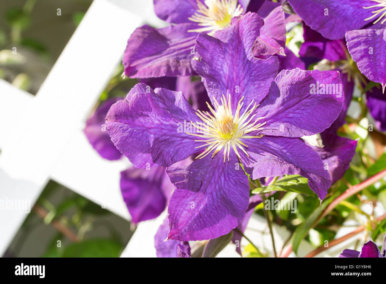 Clematis blooms hi-res stock photography and images - Alamy