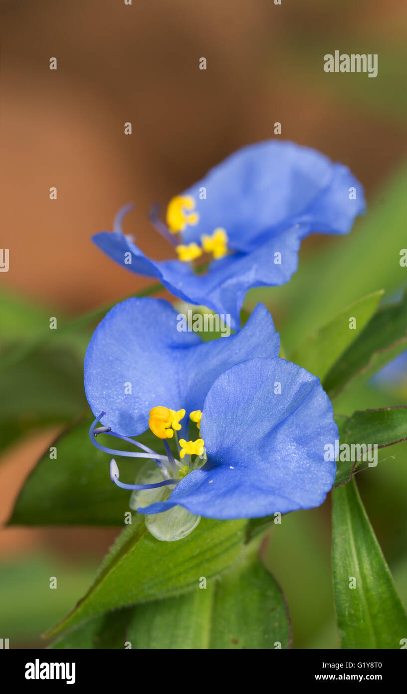 Dayflower hi-res stock photography and images - Alamy