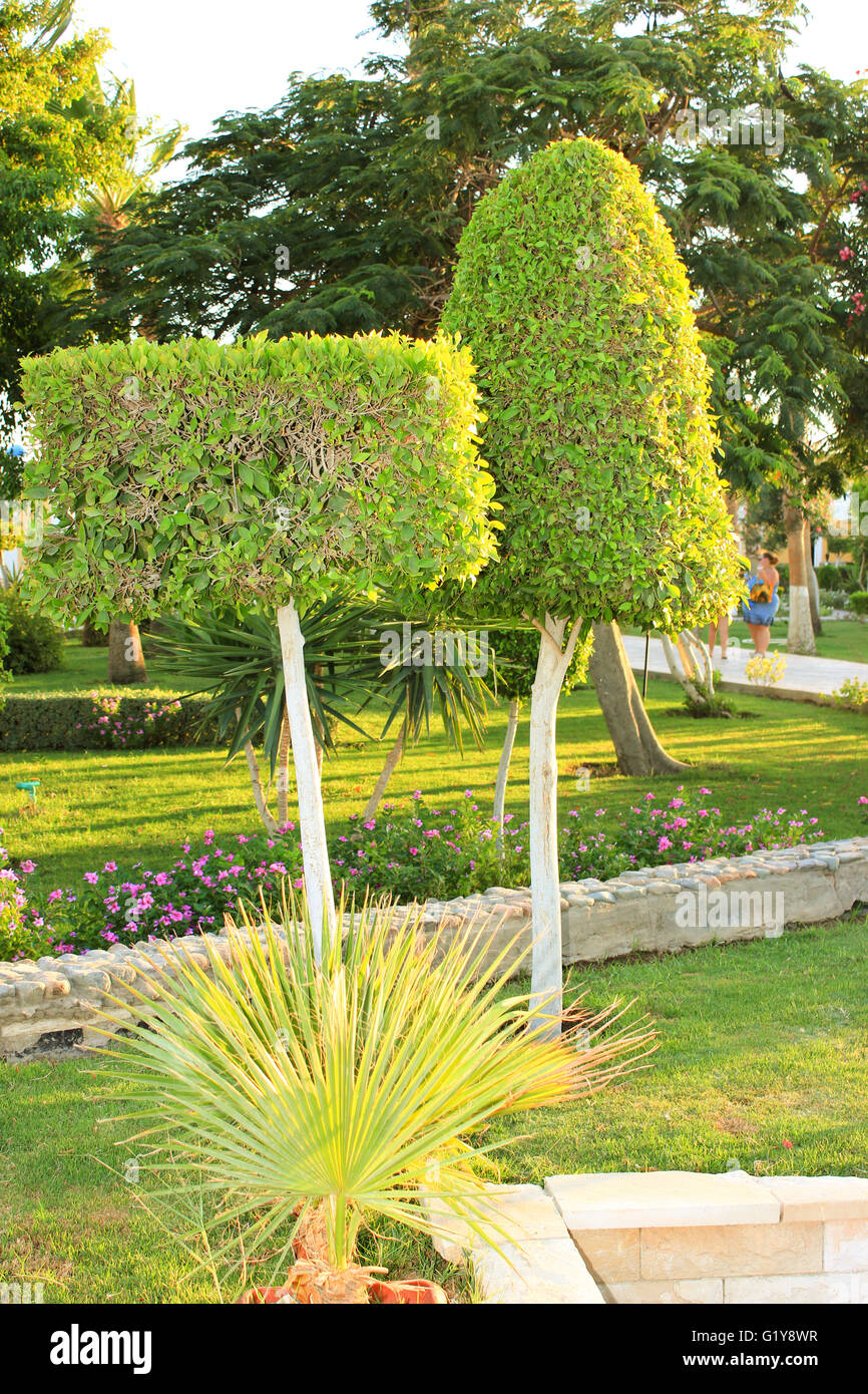 Green Trimmed Trees Stock Photo - Alamy