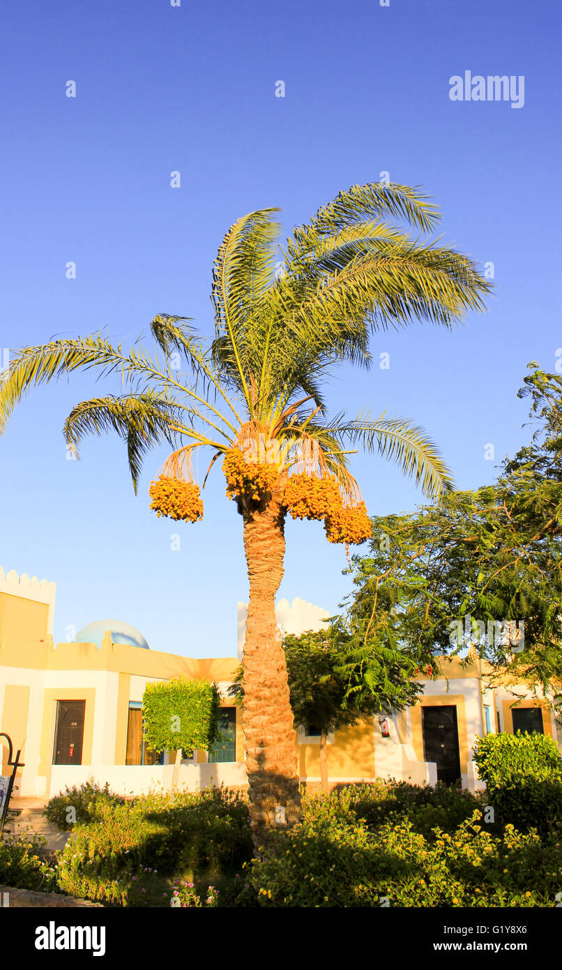 Arabian traditional House Stock Photo - Alamy