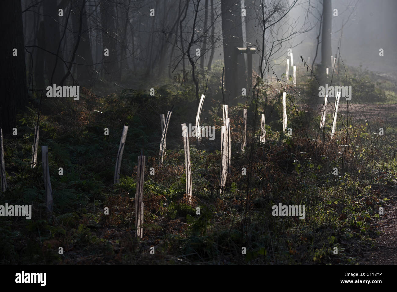 Tree planting forest hi-res stock photography and images - Alamy