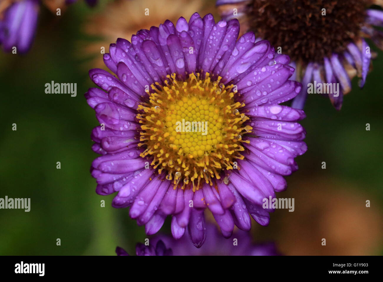 Wild purple daisy flower with water droplets Stock Photo - Alamy