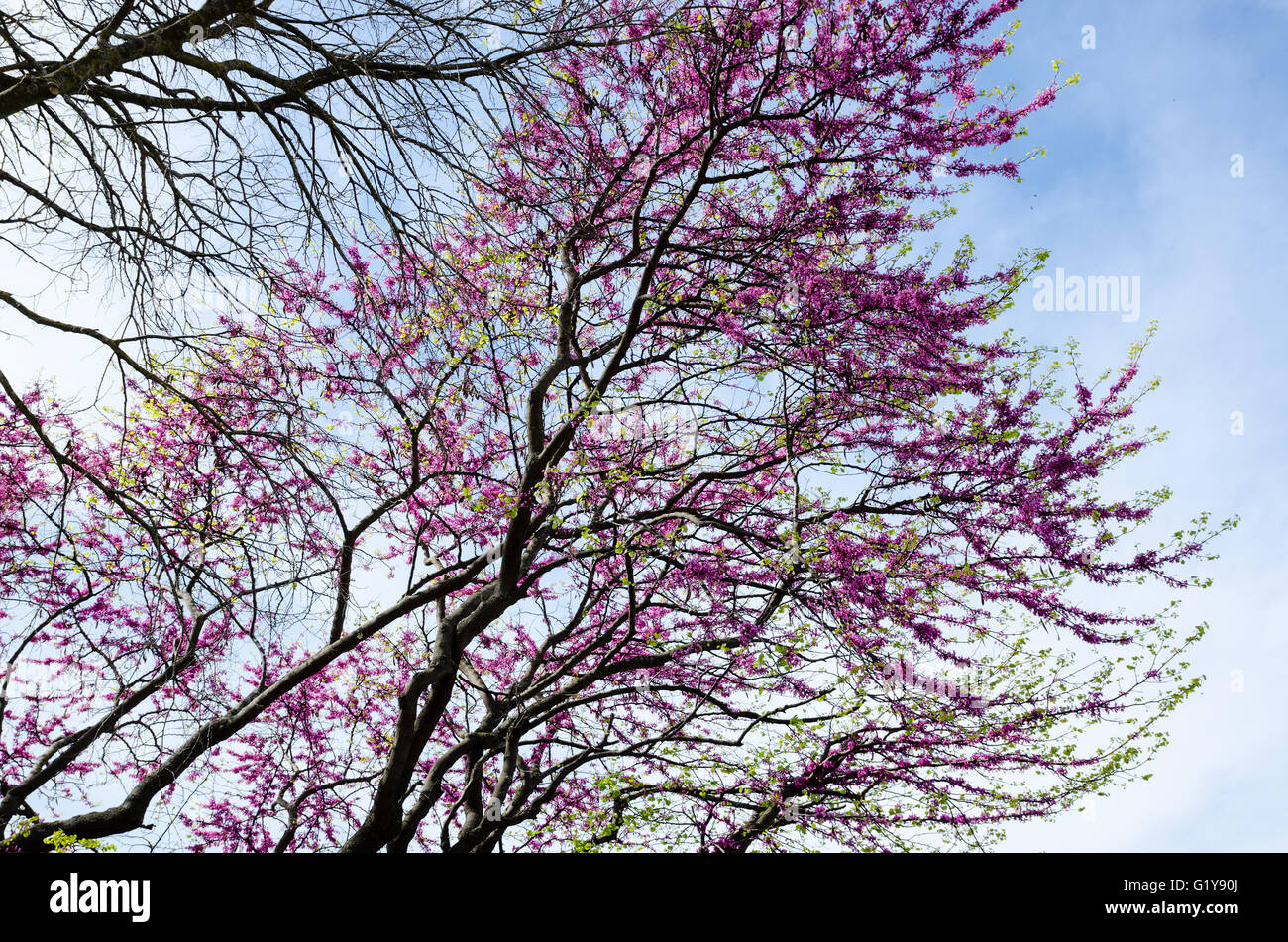 Tree boughs with purple flower, and light blue sky in background Stock ...