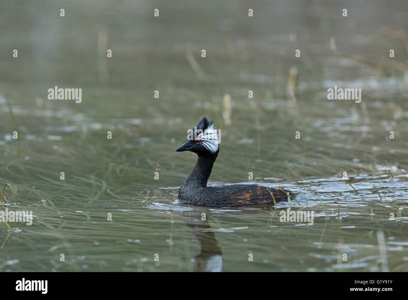 White-tufted Grebe Rollandia rolland Torres del Paine Patagonia Chile ...