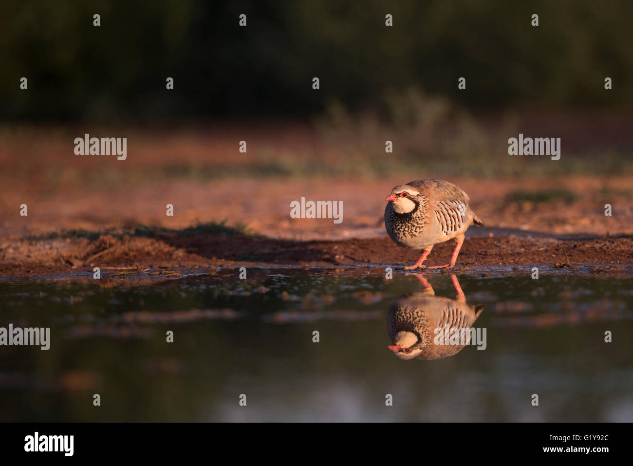 Red-legged Partridge Alectoris rufa drinking at pool in Spanish Steppes ...