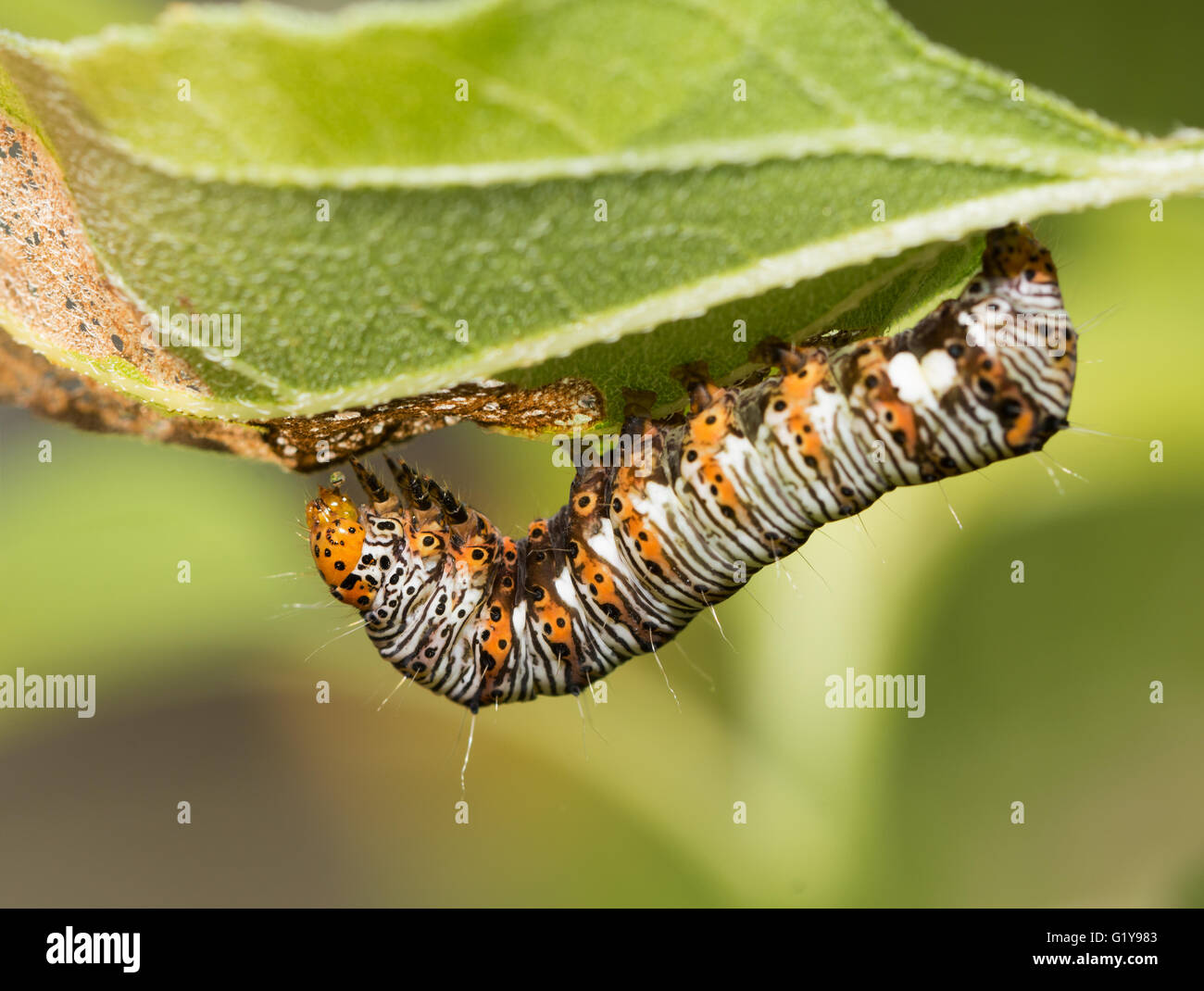 Eight-spotted Forester caterpillar Stock Photo - Alamy