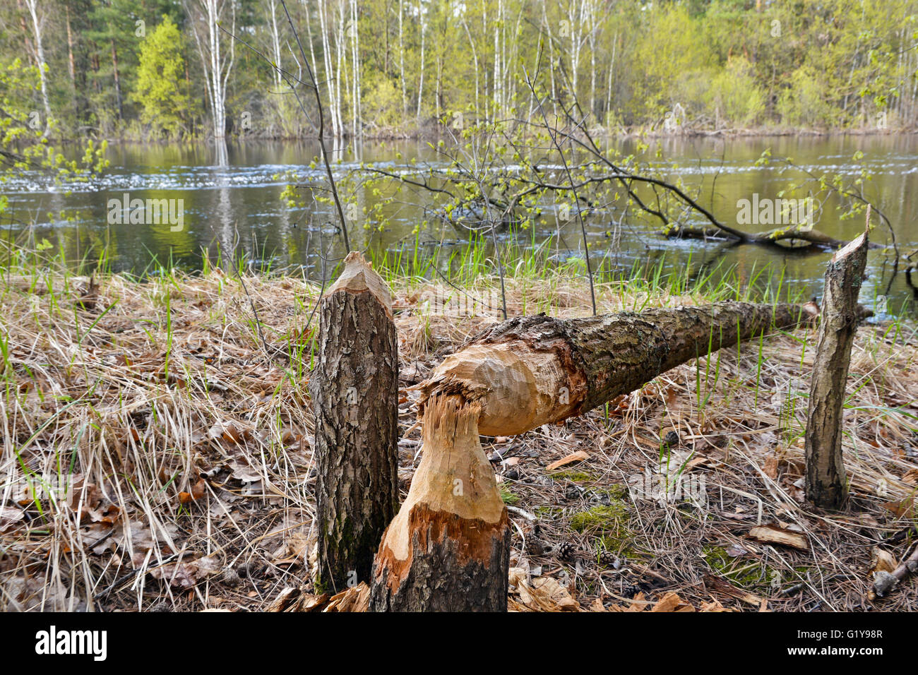 Wood, dumped the beavers. The beavers piled up a tree in a national ...