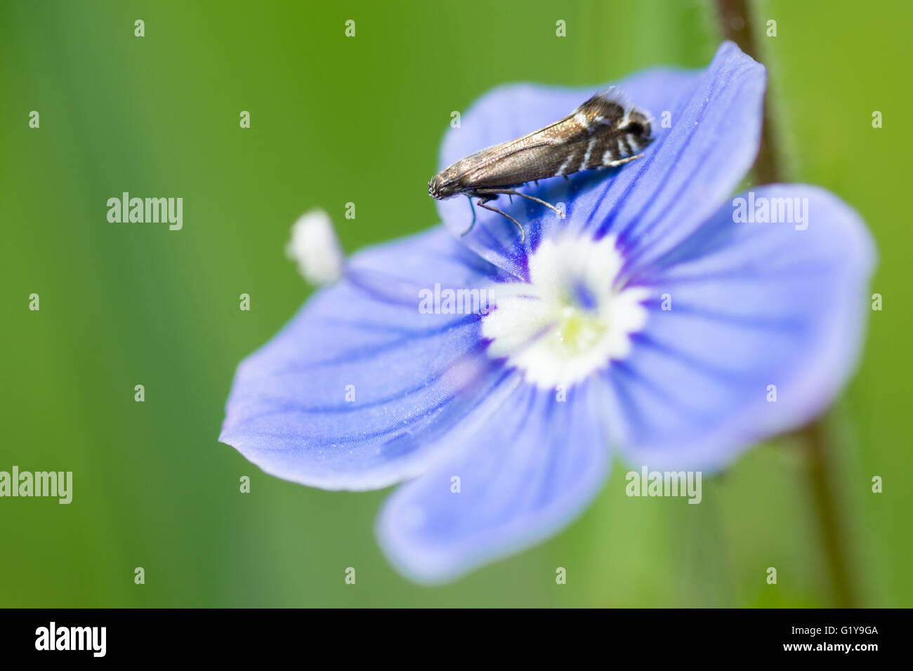 Tiny moth hi-res stock photography and images - Alamy