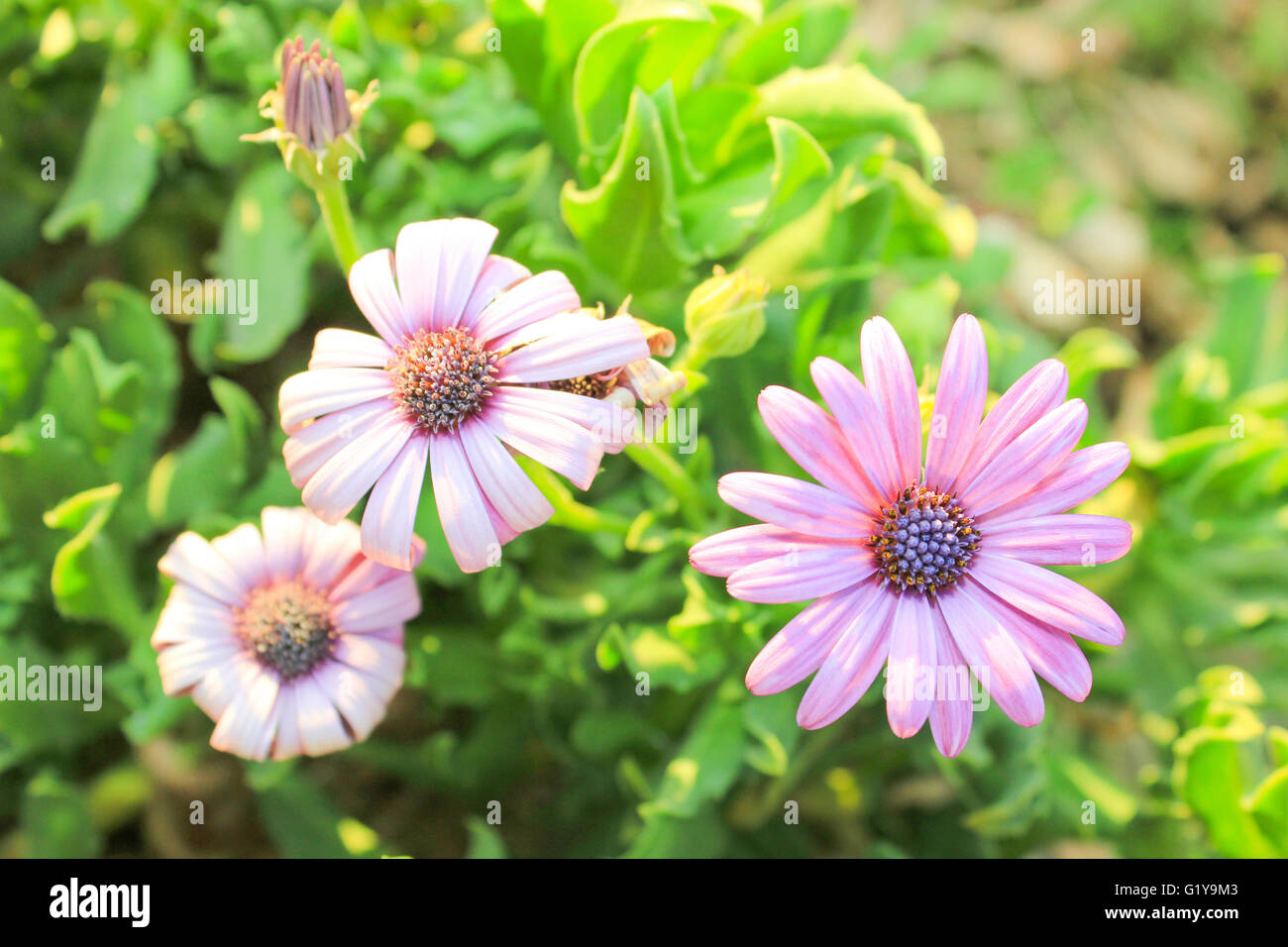Pink Flowers at sun light Stock Photo - Alamy