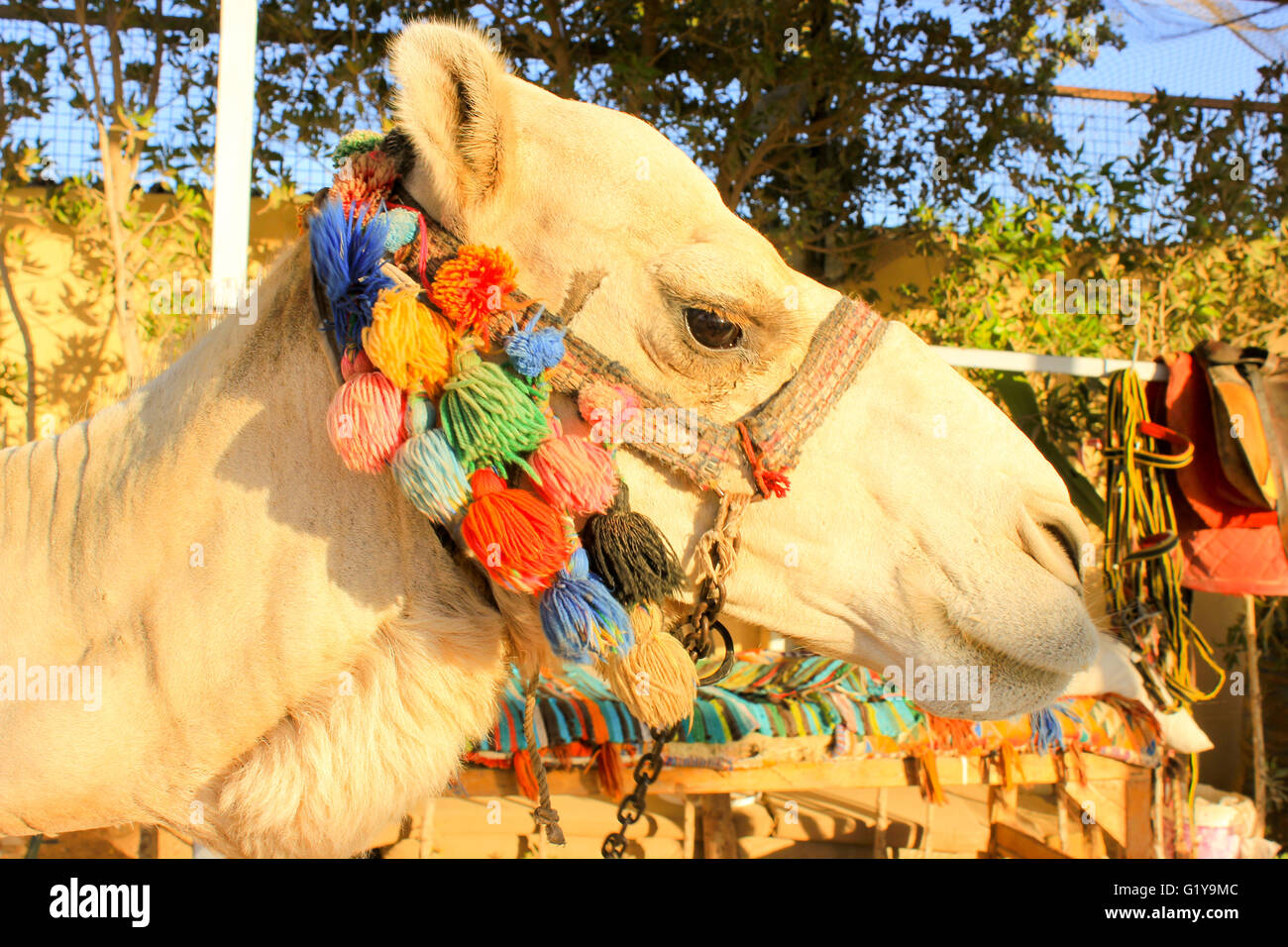 Camel's Cute Head Stock Photo - Alamy