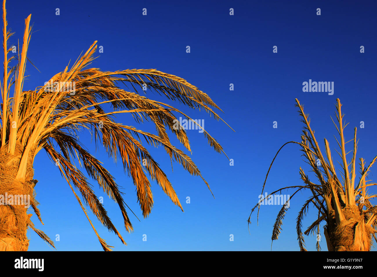 Dry date palm Stock Photo - Alamy